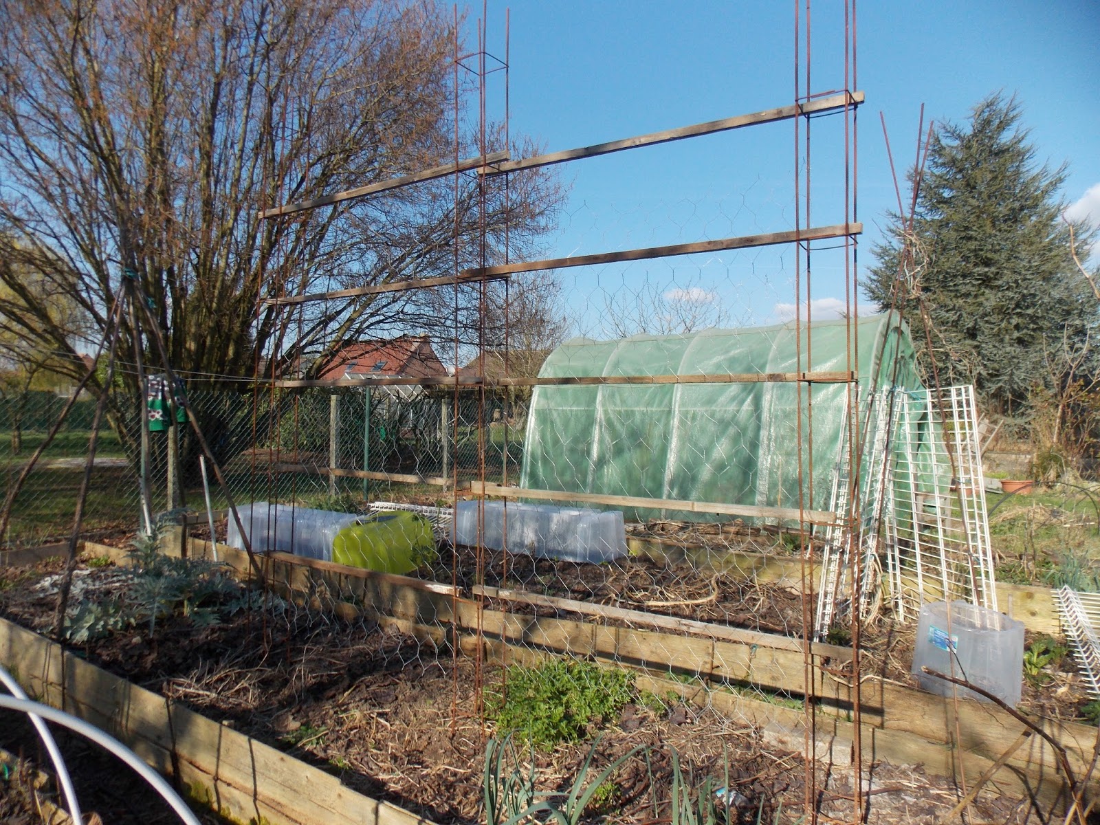 Comment et quand semer les haricots