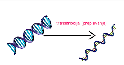 Biosinteza proteina: uloga DNK i RNK - Nauka govori
