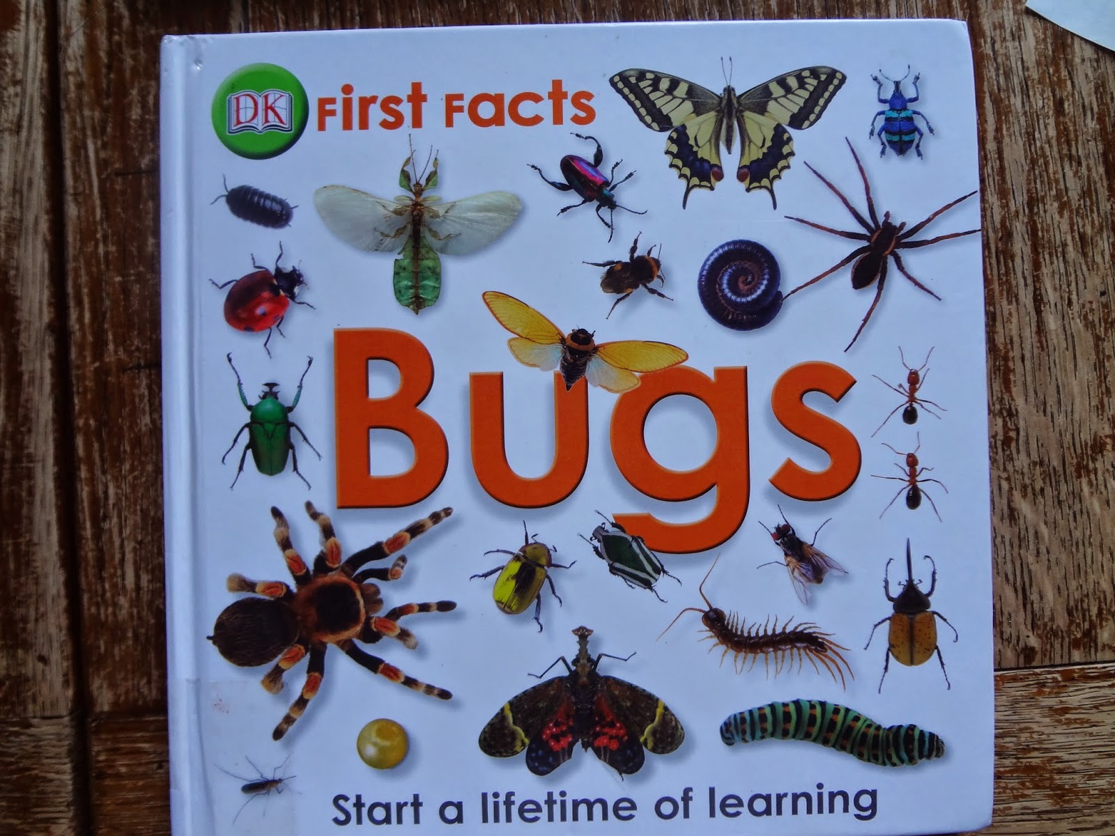 It's all about stories!: Spiders and spider's webs | Understanding the ...