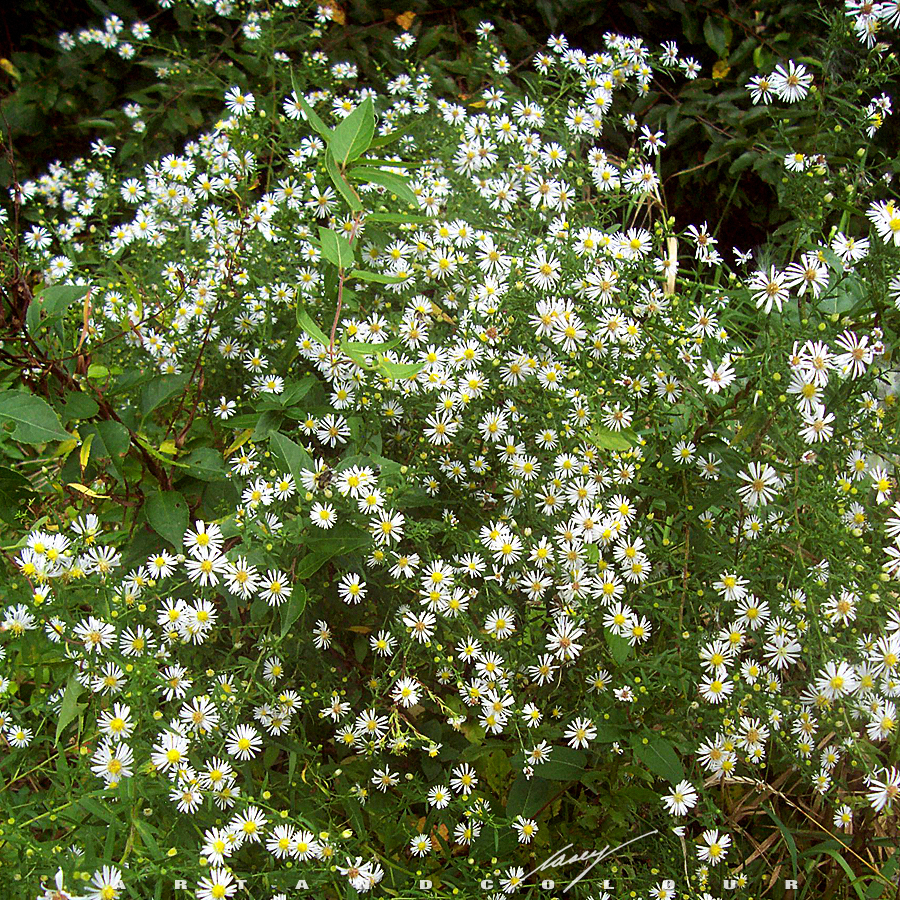 casey/artandcolour: So That's What They Are—Autumn Asters