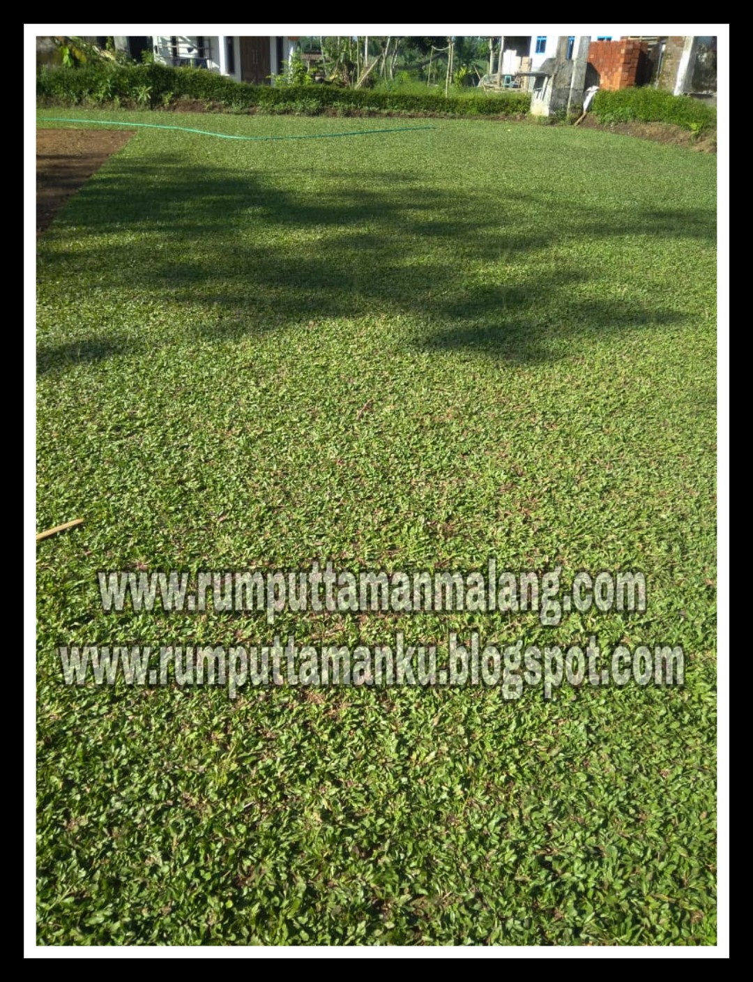 RUMPUT GAJAH MINI - Rumput Taman Malang