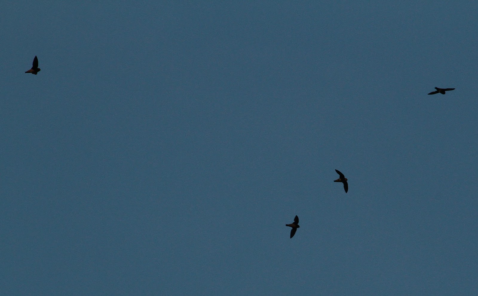 Nuestro bello mundo...: Part XI ,Birding Tour Waiparu, Sta. Helena de ...