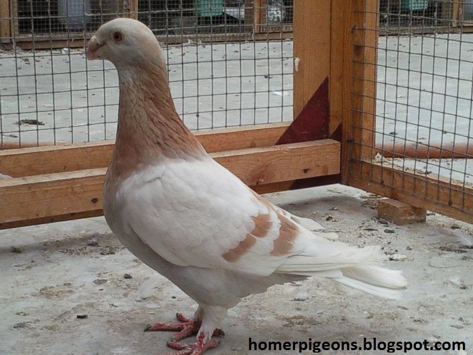 Red Bar German Beauty ~ Homer Racing Pigeons