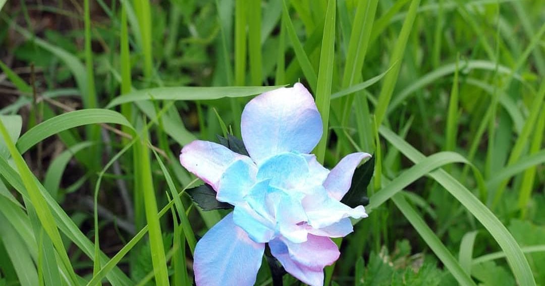 THE STORY BEHIND THE SMERALDO FLOWER