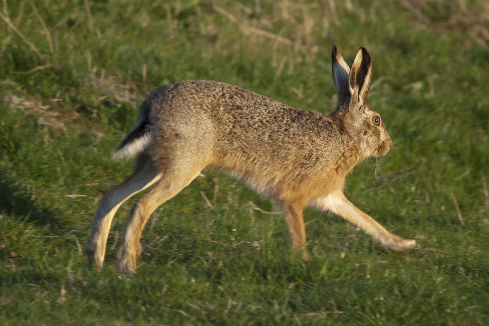 Yorkshire Field Herping and Wildlife Photography: Brown Hares at last!
