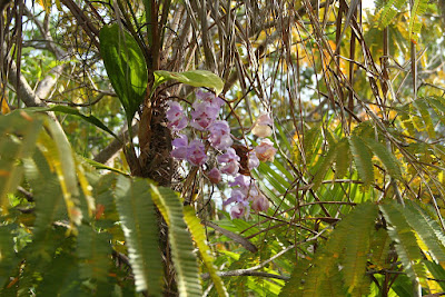 Aganisia cyanea care and culture | Travaldo's blog