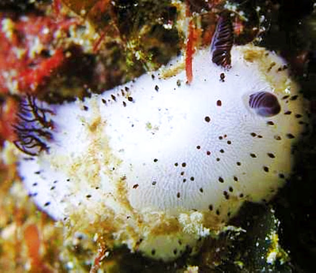 Sea Bunnies: The Spongy ‘Peeps’ of the Seafloor - speaking pictures