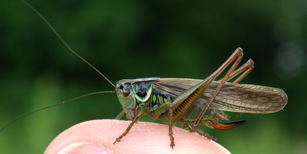 Listening in Nature: The first singing katydid of the season