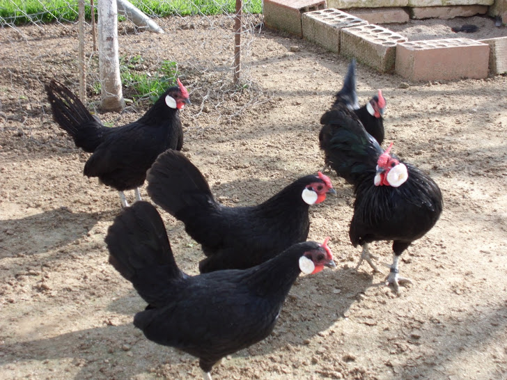 el huerto de Eduardo jr