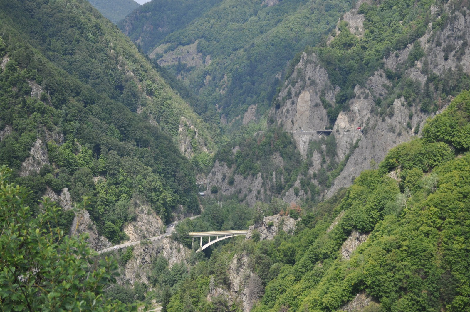 Poze, Natura, Animale, Plante, Romania, Valcea, Ionut Ungureanu