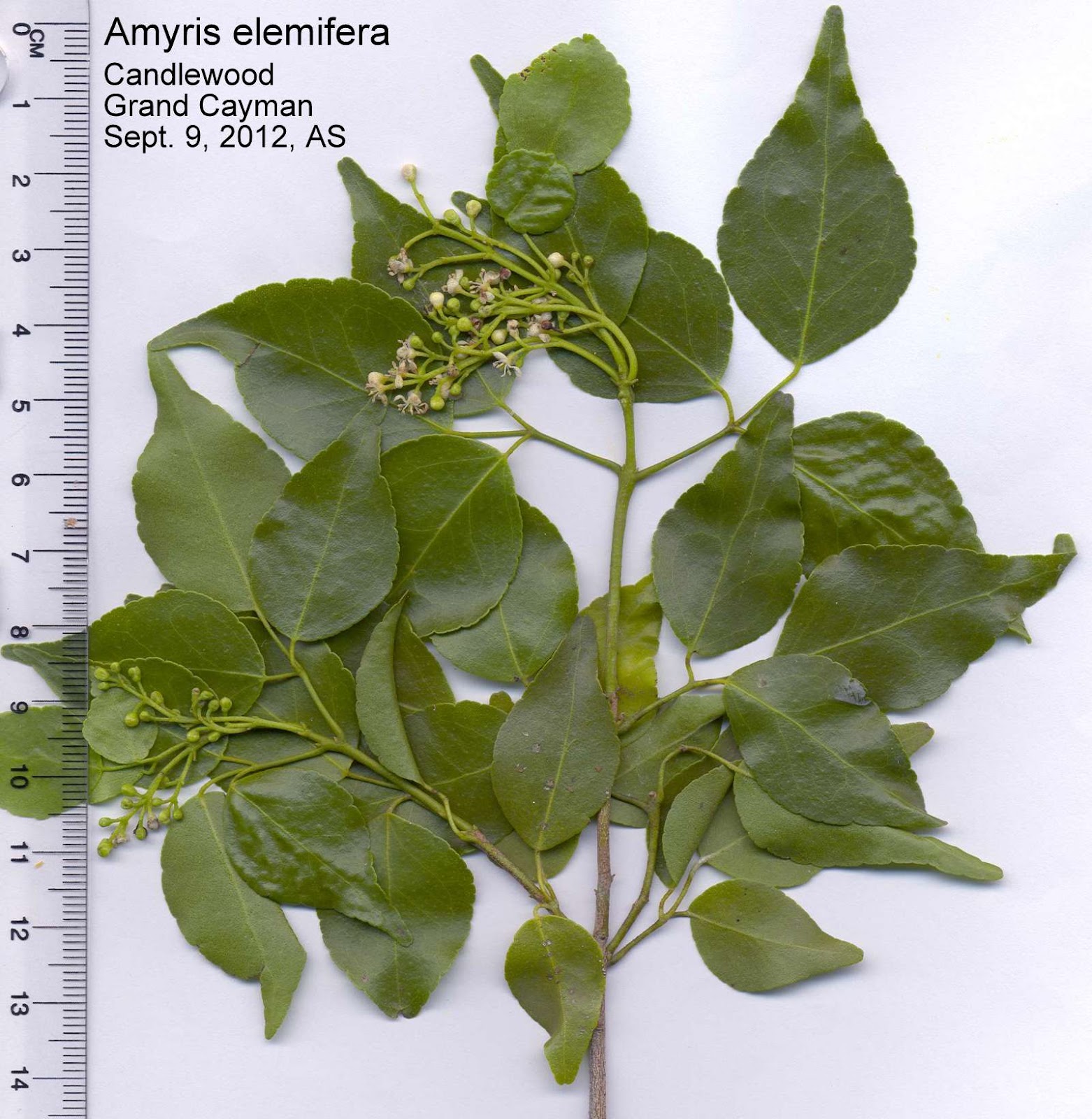 CaymANNature: Cayman Islands Wild Trees and Shrubs - identification