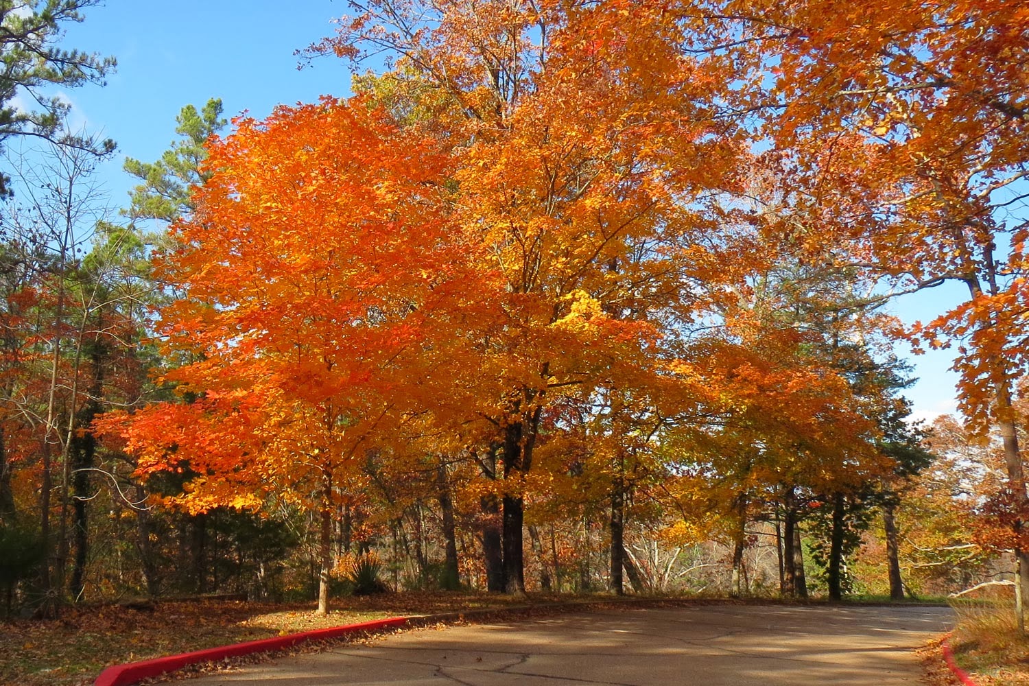 An Arkies Musings: Arkansas Autumn
