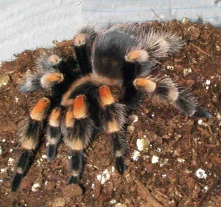 Giant Tarantula spider, Tarantula Pictures, Tarantula Facts ...