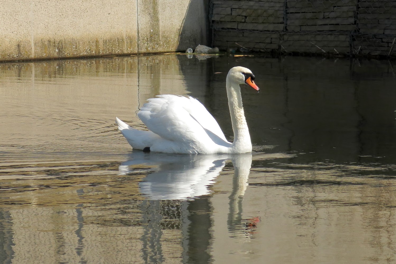 Norman & Norma - A Swan Love Story