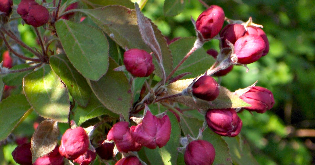 Karen`s Nature Photography: Flowering Crapapple Tree.