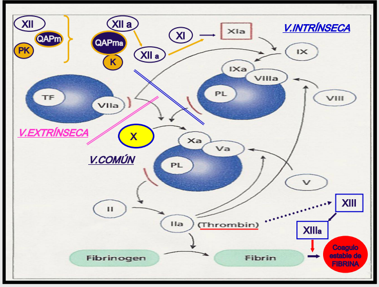 HEMOSTASIA SECUNDARIA : HEMOSTASIA SECUNDARIA