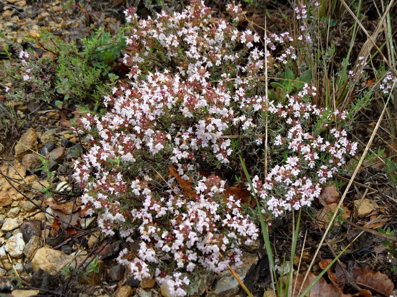 Sueras (Fuente de Castro-Mas de la Campana-Senda Solano de Jinquer ...