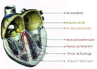 Septo interatrial; Tabique Interatrial; Tabique Interauricular