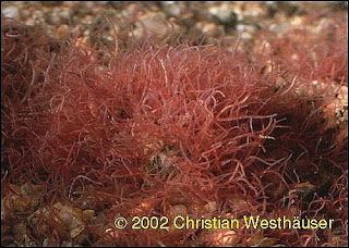 Le blog de kabiouk: Fiche d'identification du tubifex