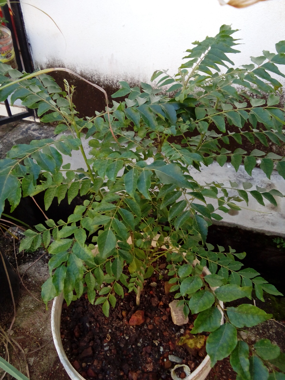 pokok herba,bunga, ulaman dan segala jenis tumbuhan: Tanaman ku