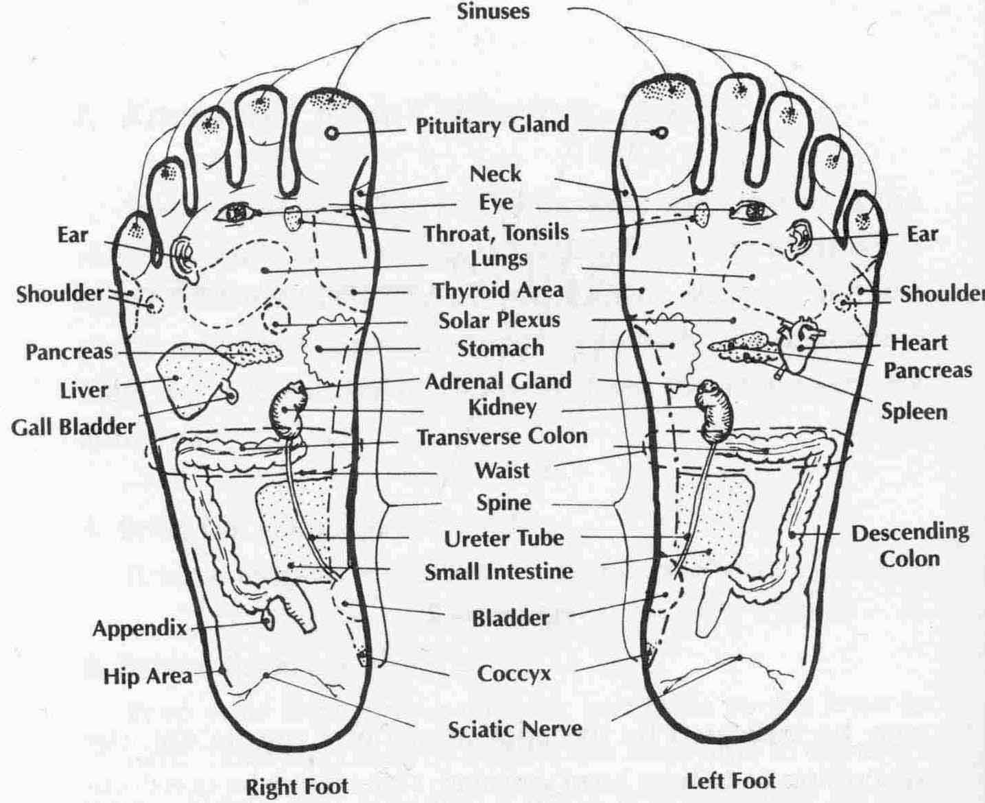 Science Update: FOOT REFLEXOLOGY