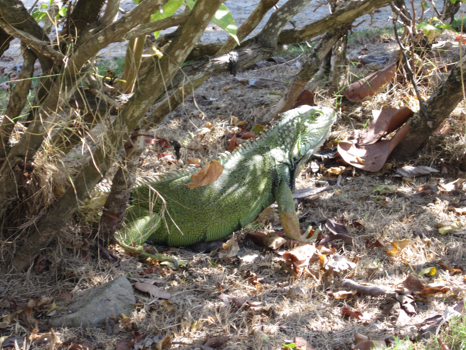 Photo Friday: Creatures of Puerto Rico - Flip Flop Caravan