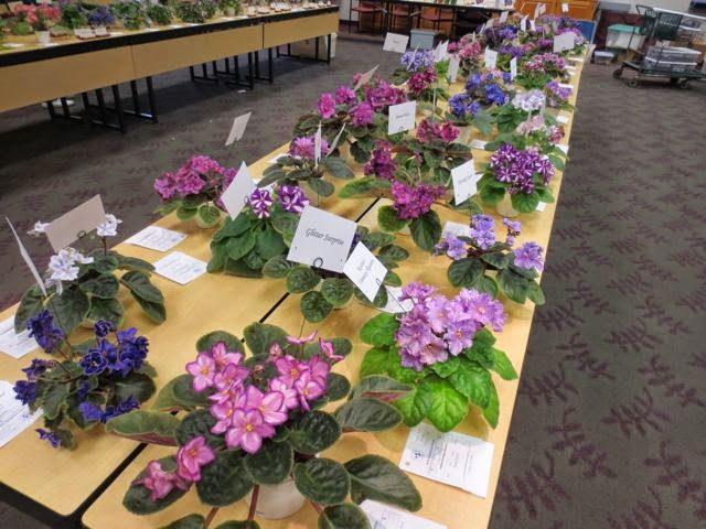 North Star African Violet Council Twin Cities: Show at Bachman's ...