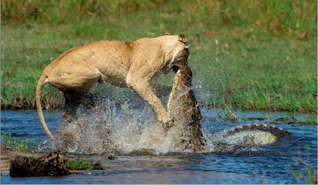Pure Safari: Lion vs. Crocodile