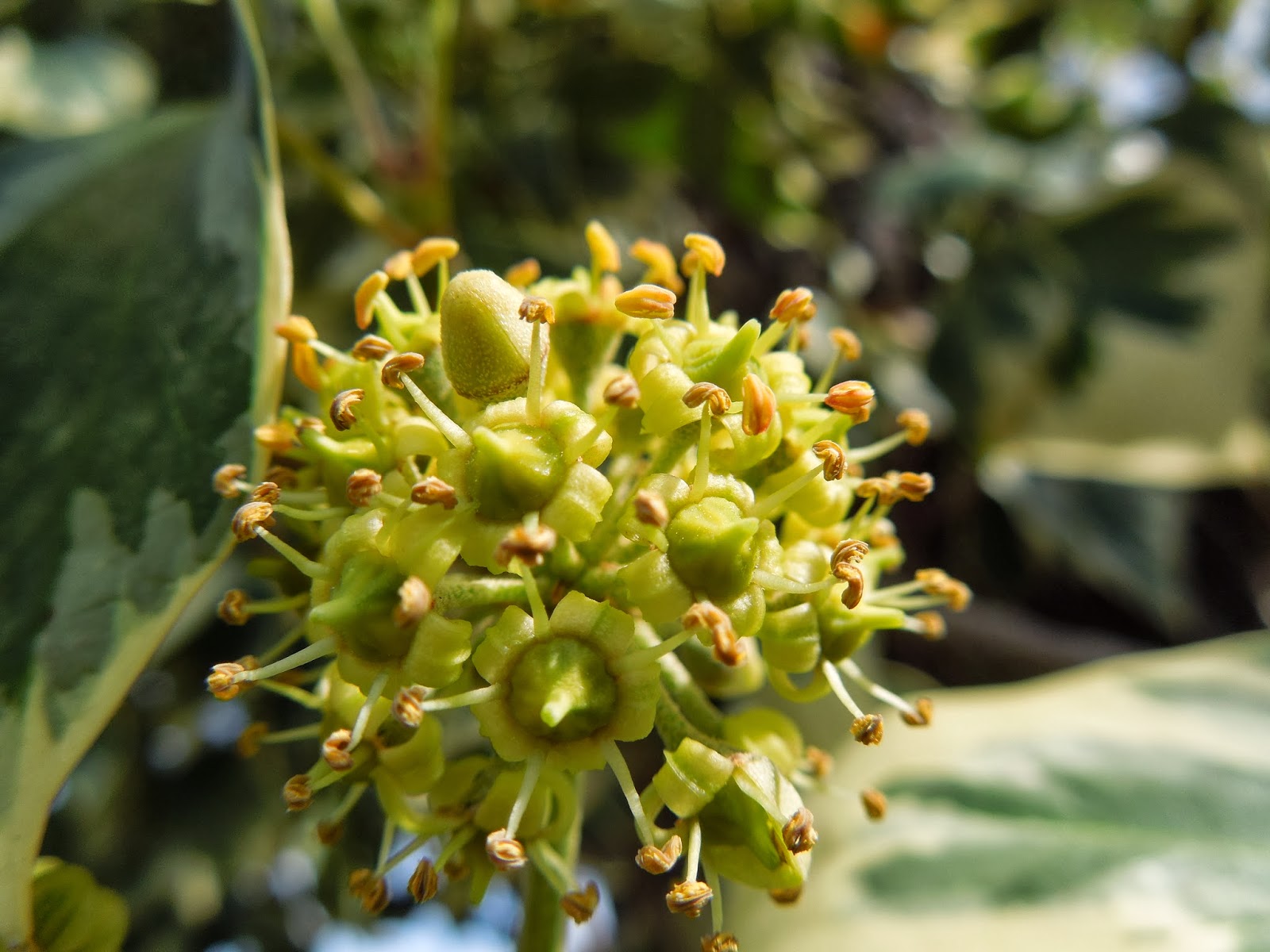 HIEDRA CANARIA en flor - BOTÀNIC SERRAT