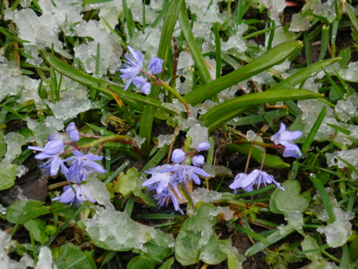 LA MULTI ANI, ROMANIA!: Viorele in zapada apoasa