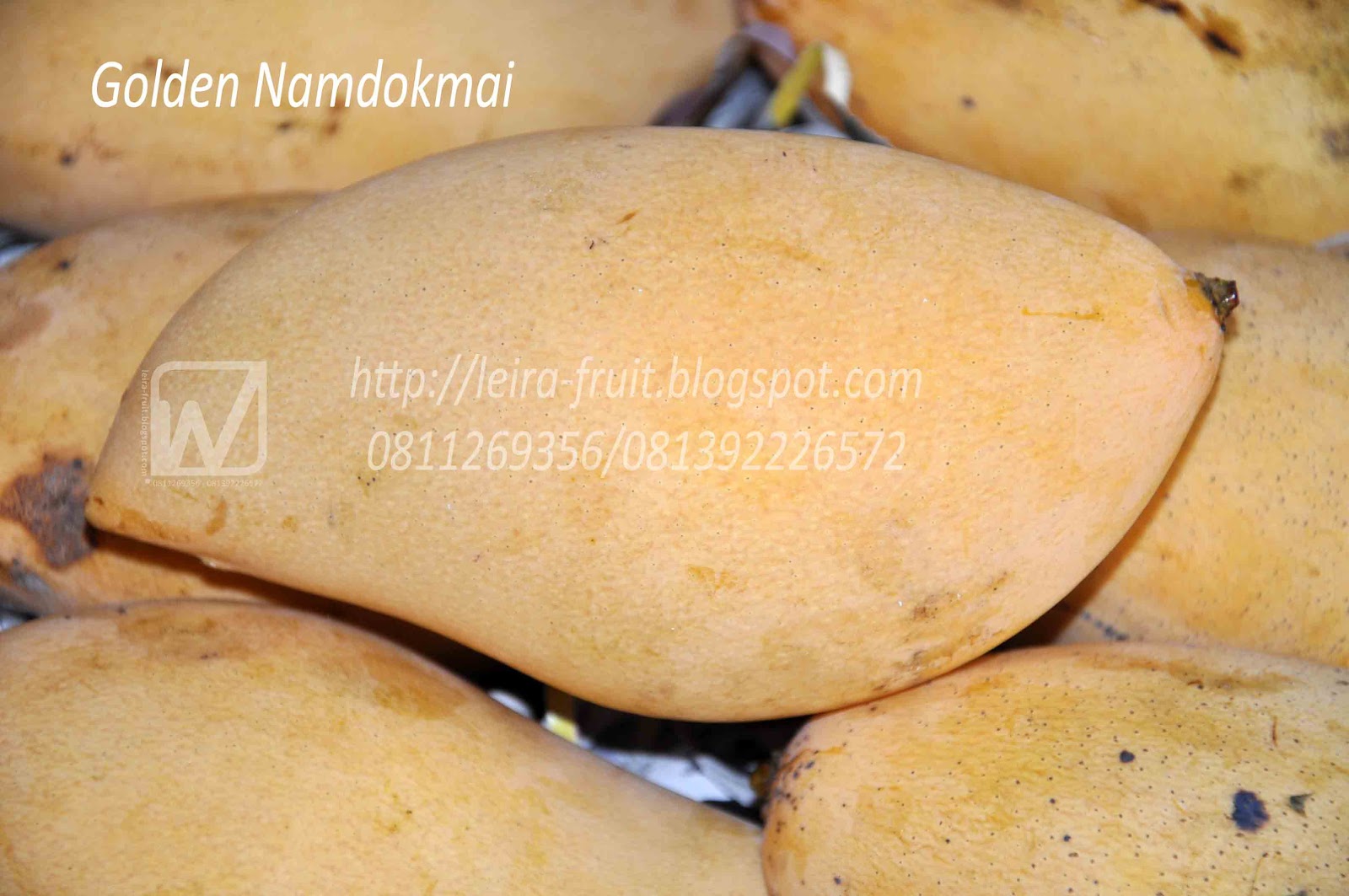 Ragam Varietas Buah Mangga Komersial ~ Leira Buah Tropis