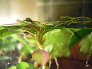 Betta splendens: Betta Nachwuchs - Die ersten Wochen