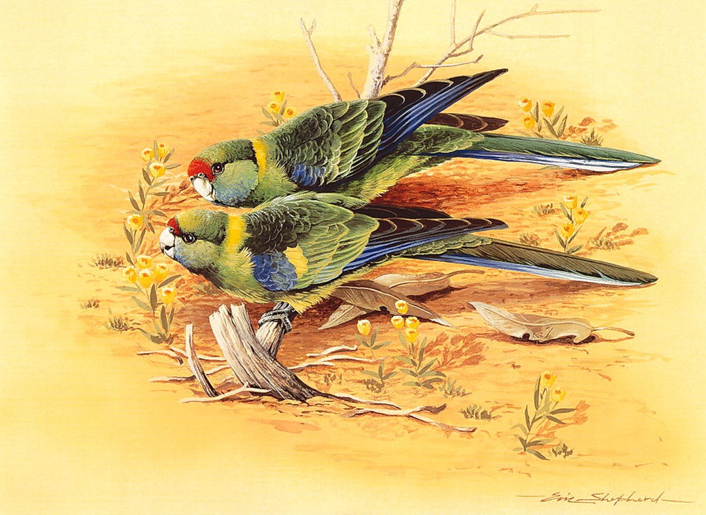 Коллекция картинок: Eric Shepherd и его птички