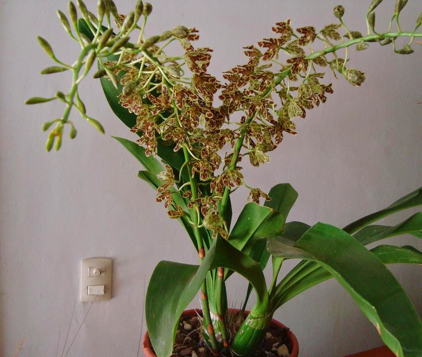 Your SEO optimized title