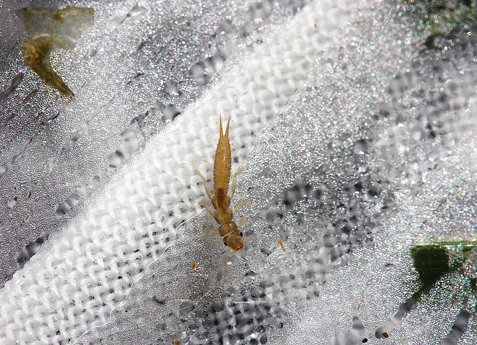 Aquatic Insects of Central Virginia: The Chloroplerlid (Green Stonefly ...