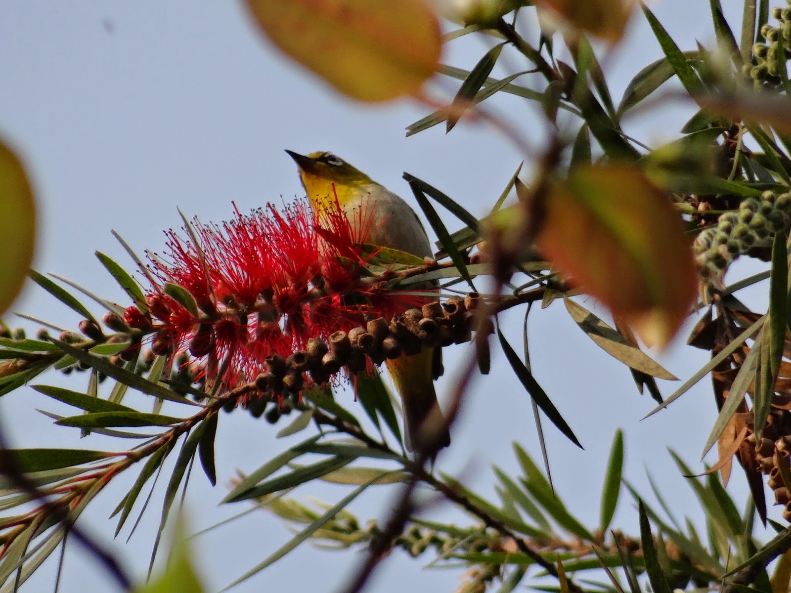 THE WANCHO: ENCHANTED GLIMPSE OF THE WANCHO INHABITED LONGDING DISTRICT ...