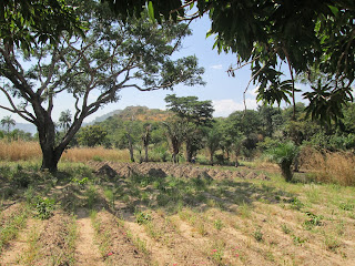 Onfroy-Curley au Togo: Cascade, Bafilo