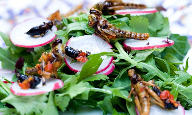 Are Edible Insects the Food of the Future?