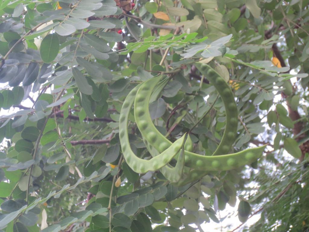 මදටිය [Madatiya] (Adenanthera pavonina) ~ අපේ ඔසුපැළ Medicinal Plants ...