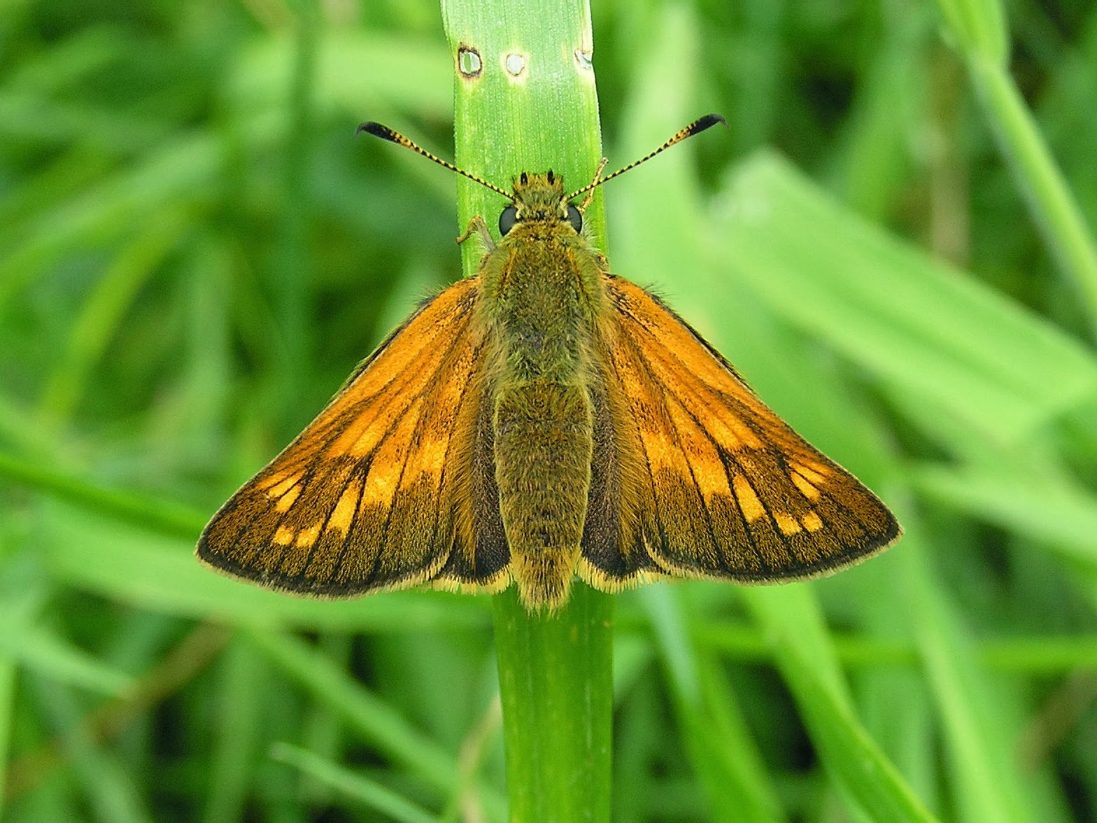 Large Skipper ~ Insects World