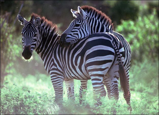 ZEBRA |The Garden of Eaden