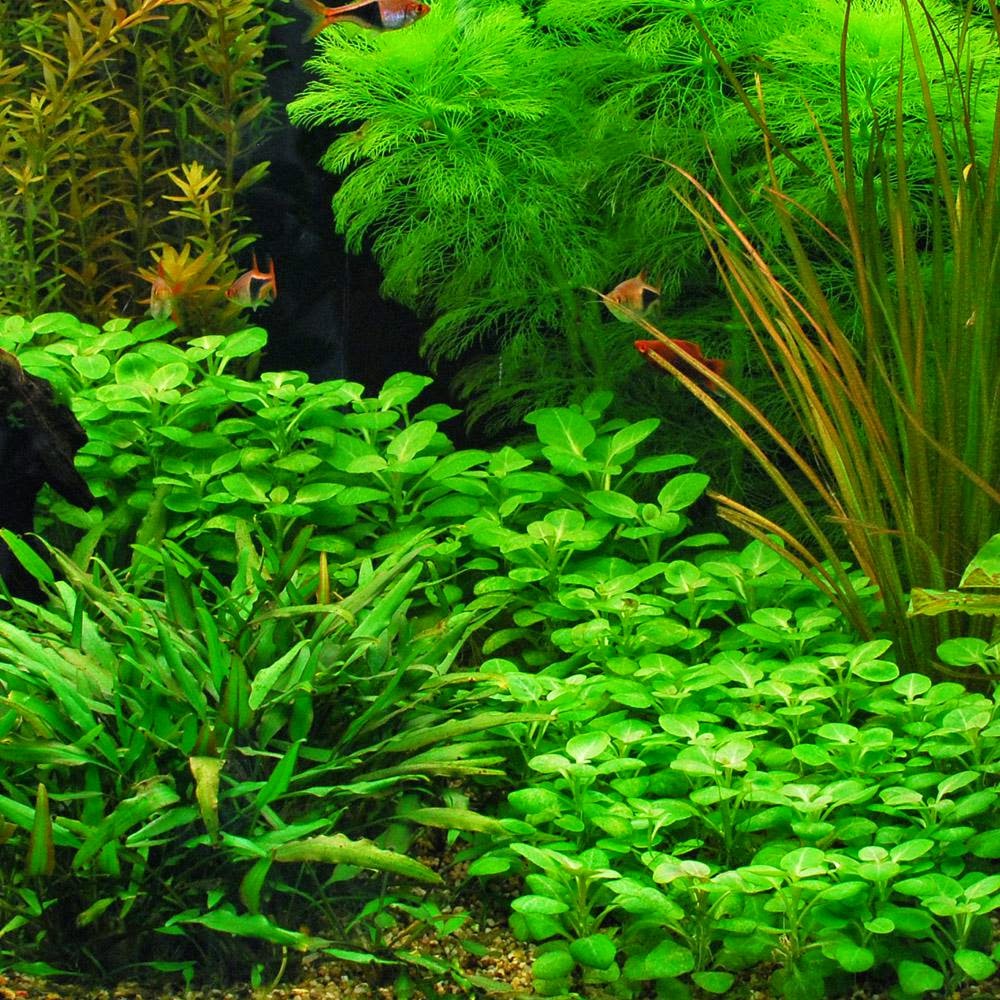 BIOTA AQUATIC PLANT: JUAL TANAMAN AIR LOBELIA CARDINALIS TANAMAN AIR ...