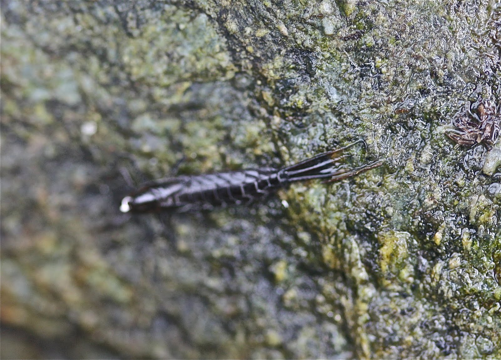 Aquatic Insects of Central Virginia: The "Golden Stone" Hatch in the ...