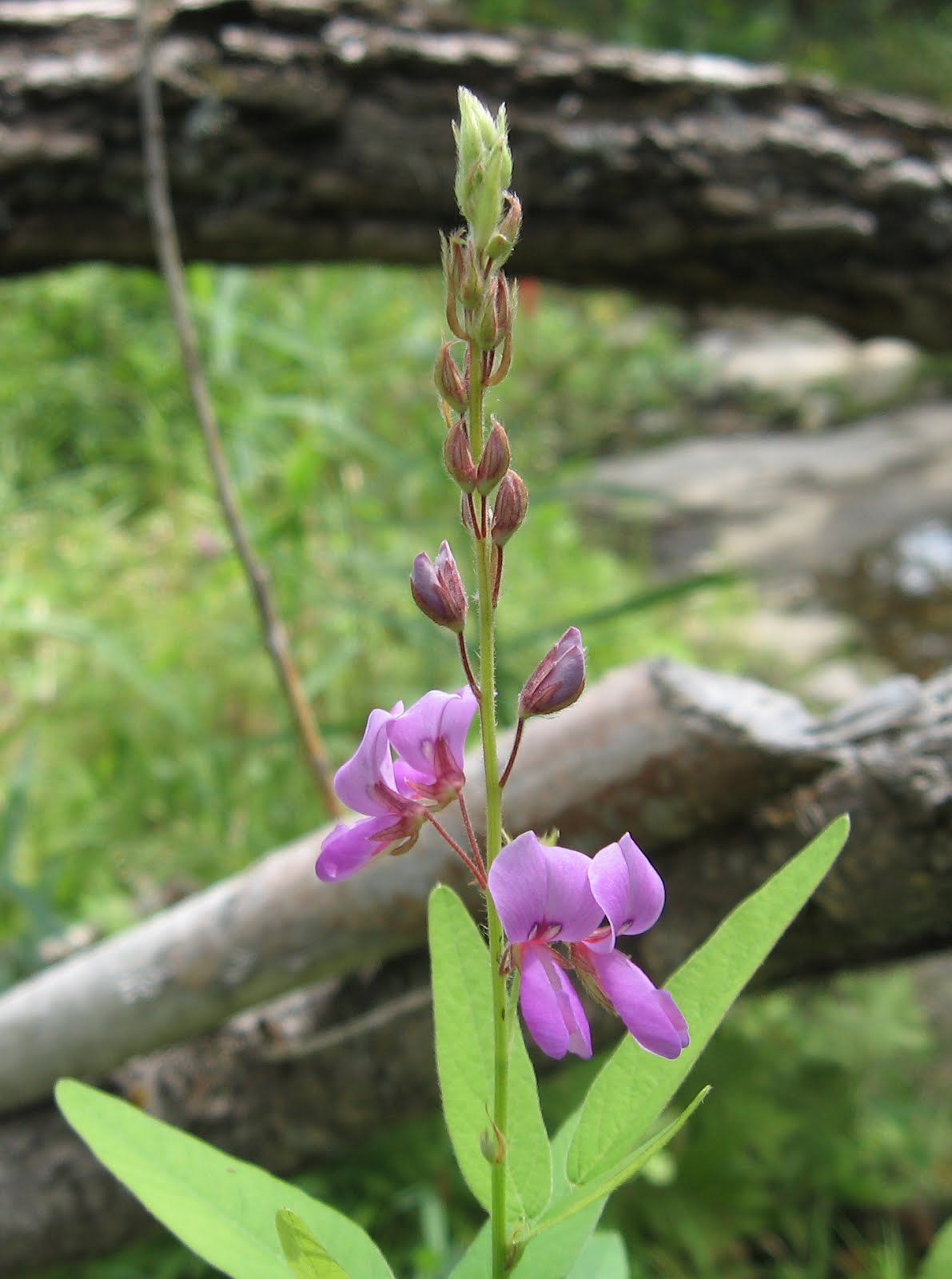 Tangled Web: Tricky Tick Trefoils, Flowering Fabaceae and Leafy Legumes