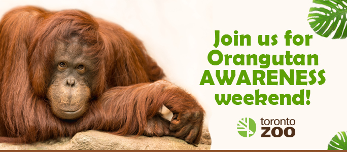 One Tank Trips: Toronto Zoo plans Orangutan Awareness Weekend