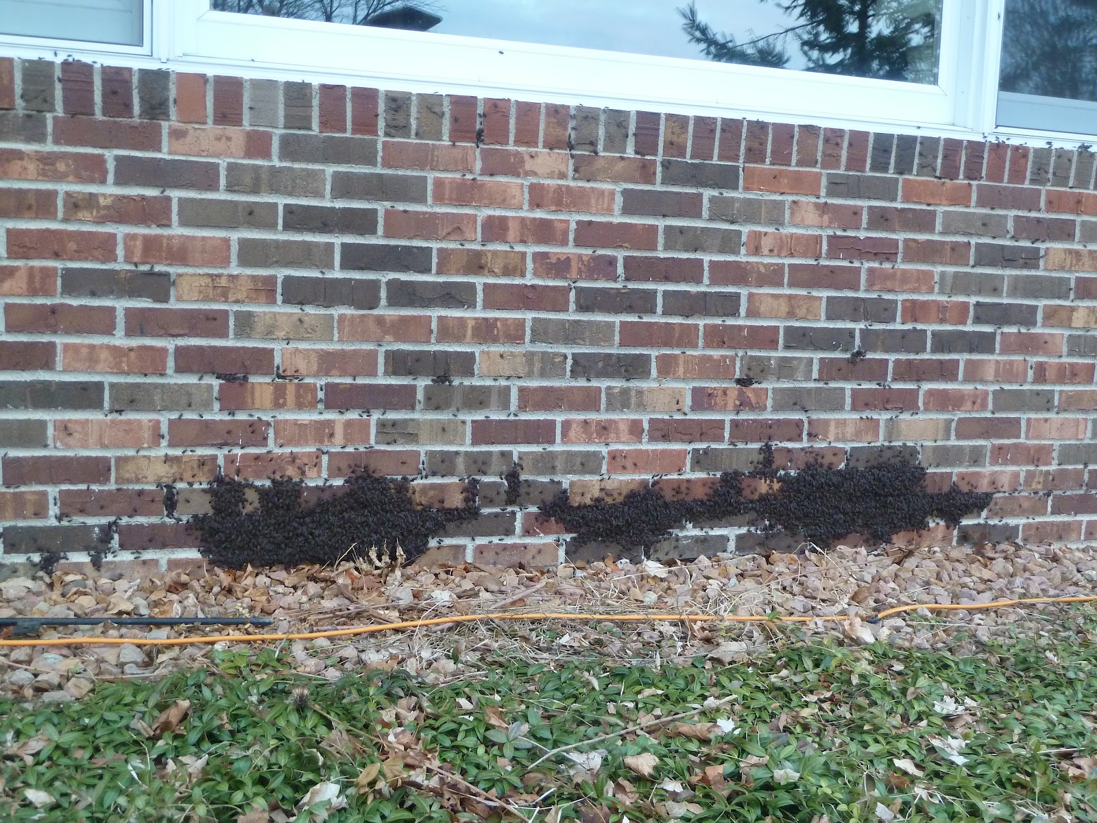 Penelopedia: Nature and Garden in Southern Minnesota: Hordes of ...