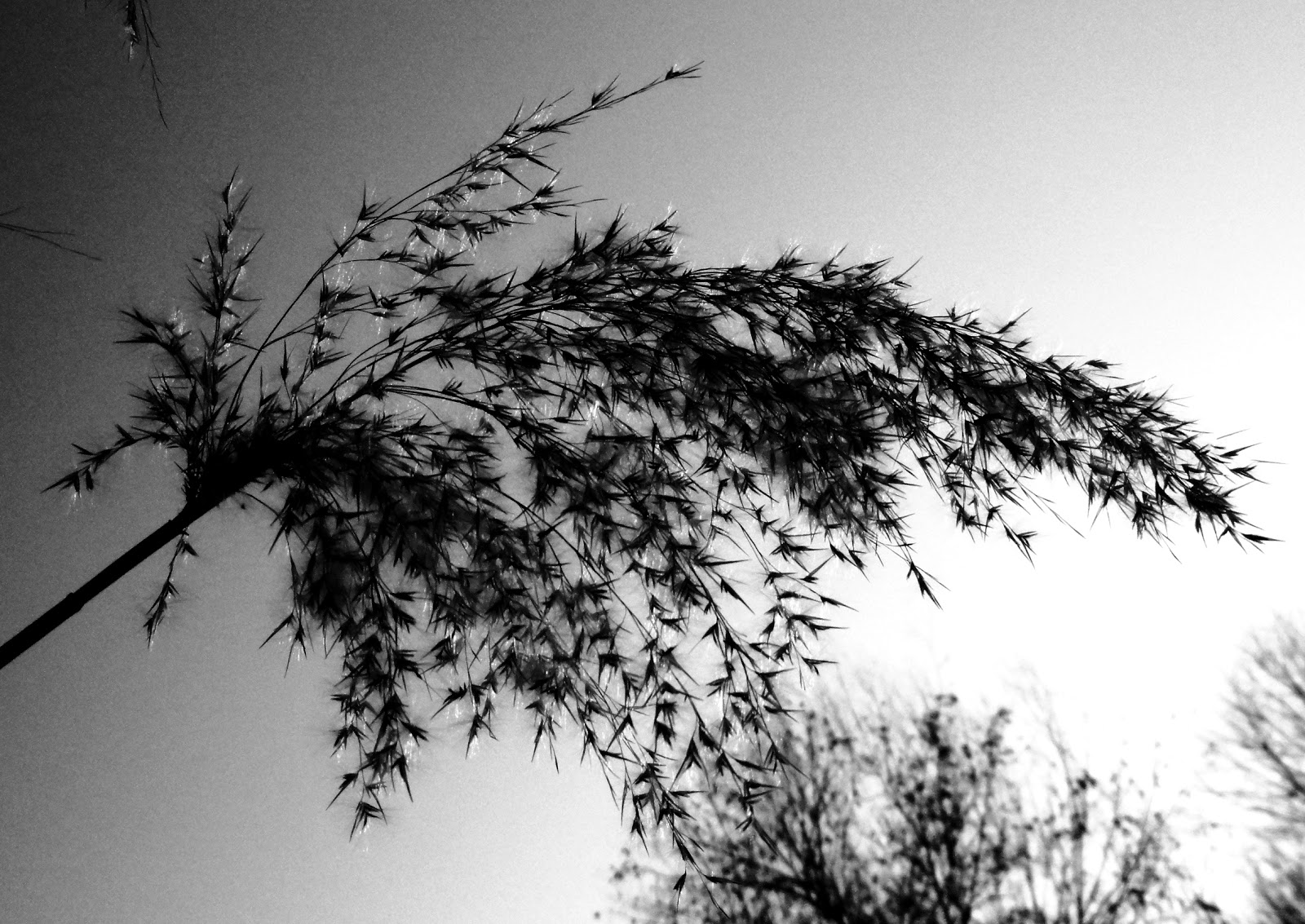 Imagini alb-negru cu plante / Black and white images with plants: Stuf ...