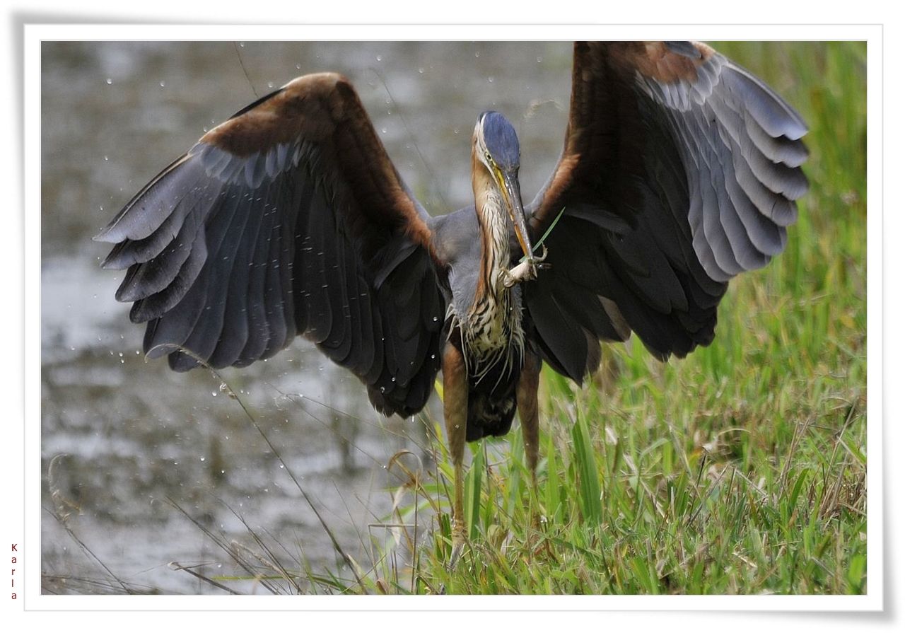 NATUURLIJK NEDERLAND: PURPER REIGER, POLDERS NEXT TOPMODEL