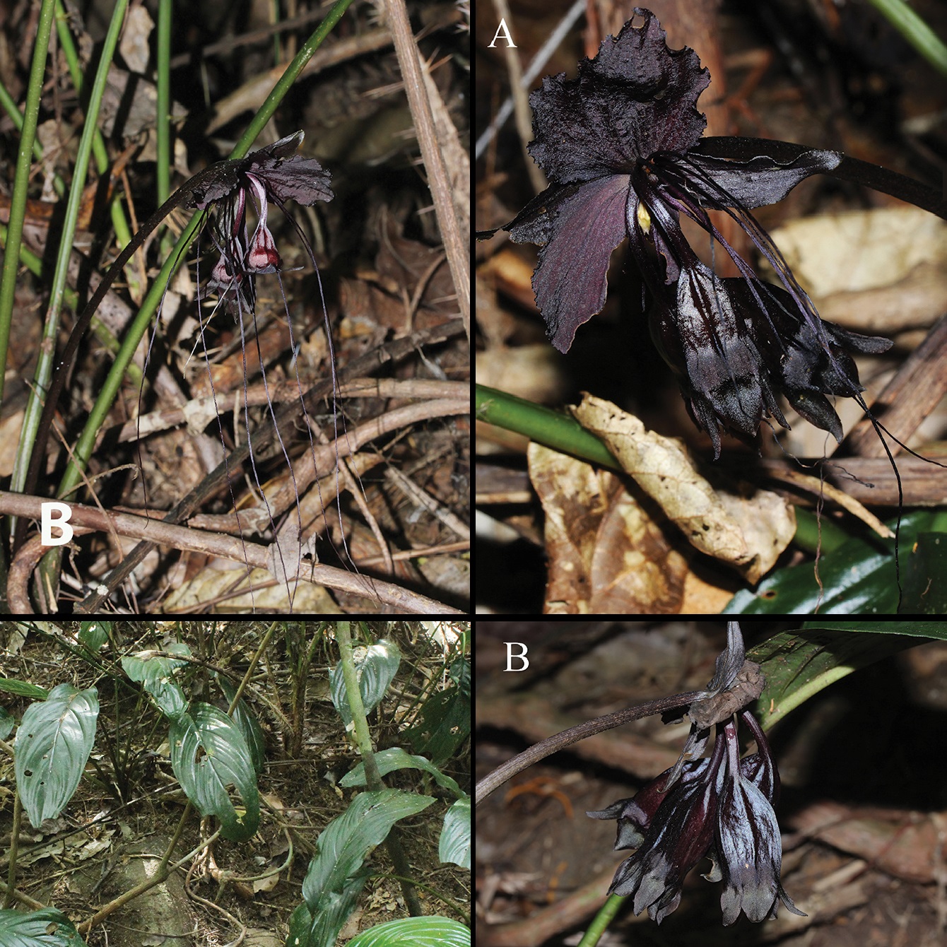 Species New to Science: [Botany • 2018] Tacca khanhhoaensis (Taccaceae ...