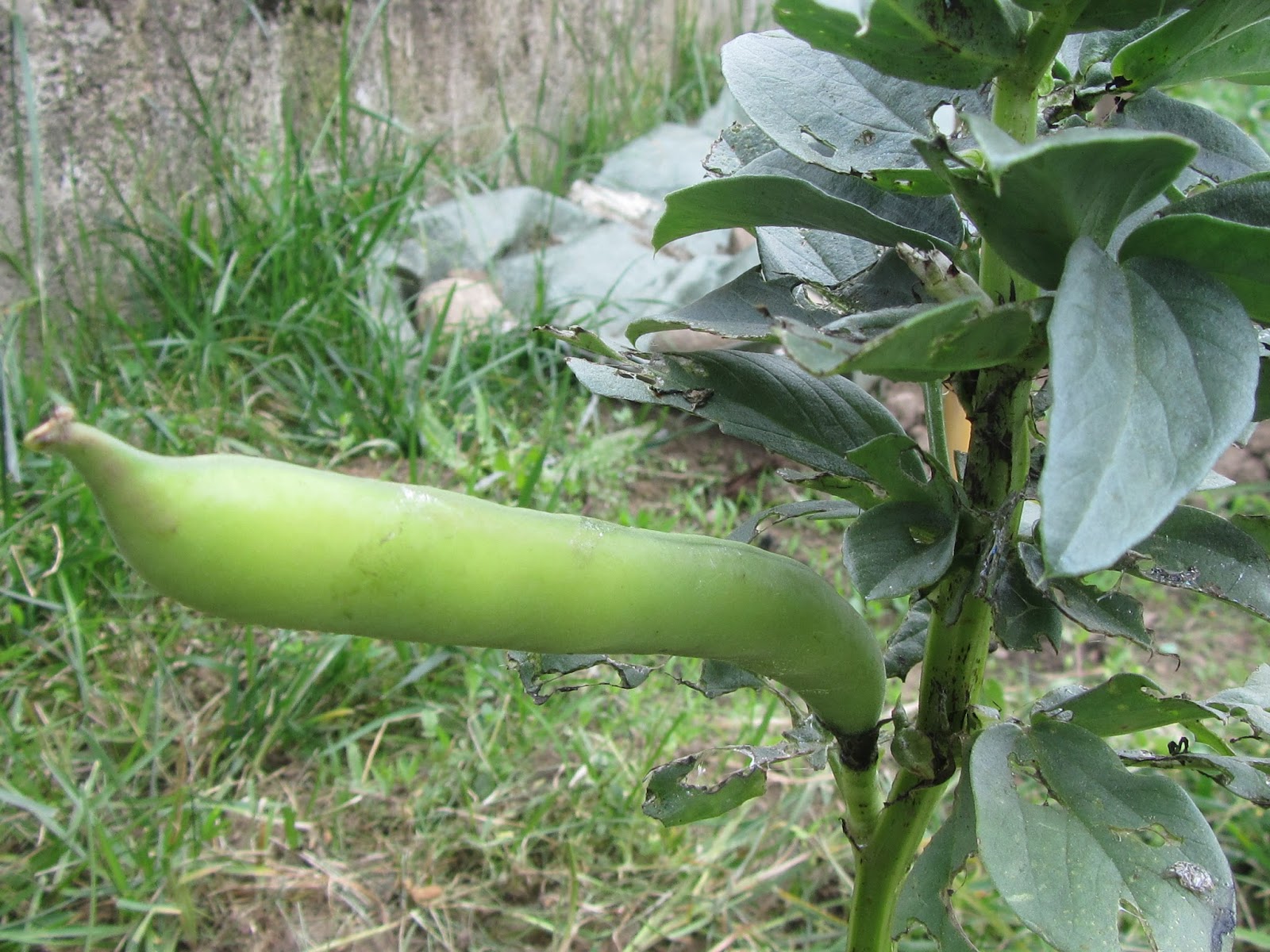 Le Fave (Vicia faba) Arricchiscono di Azoto la Terra dell'Orto | Il ...